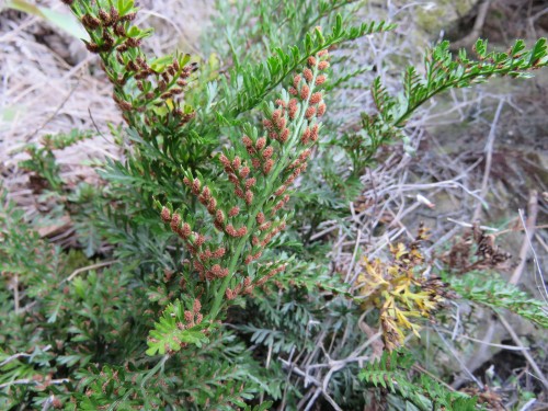 Using science to communicate the benefits of wilding conifer control ...